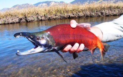dream_stream_kokanee_salmon - Colorado Trout Hunters