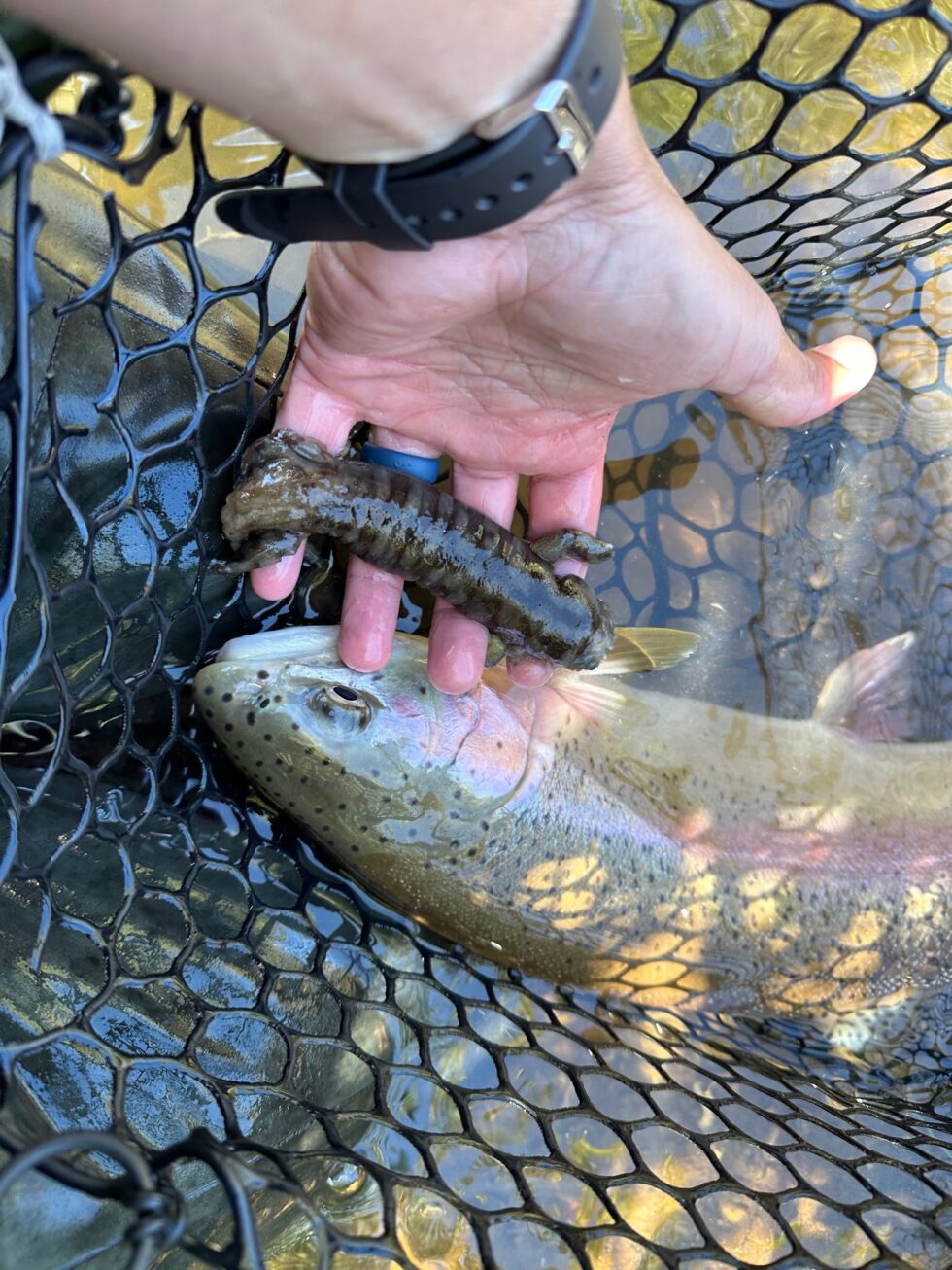 Colorado Fly Fishing Guide Service Blog | Colorado Trout Hunters